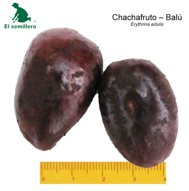 Semilla de Chachafruto Balu | Compra en El Semillero SAS